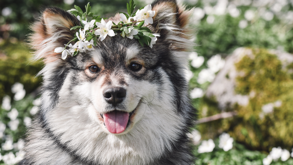 Are Pomskies Healthy? Pomsky Health Guide