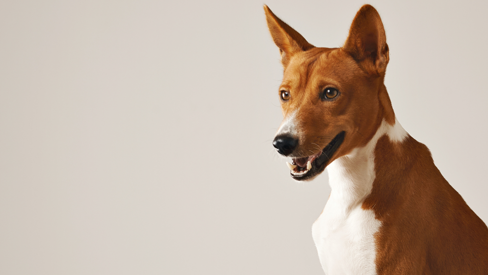 Are Basenji Aggressive? Explore the Question of Aggression!