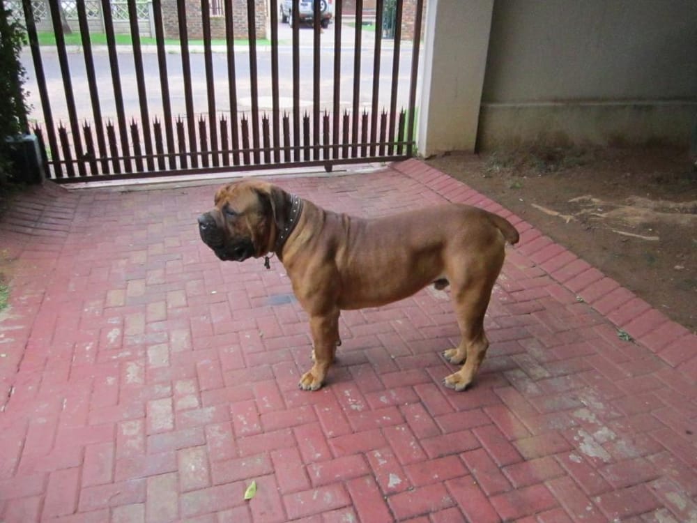 Are Mastiff Tails Docked? A Guide to Mastiff Tail Docking!