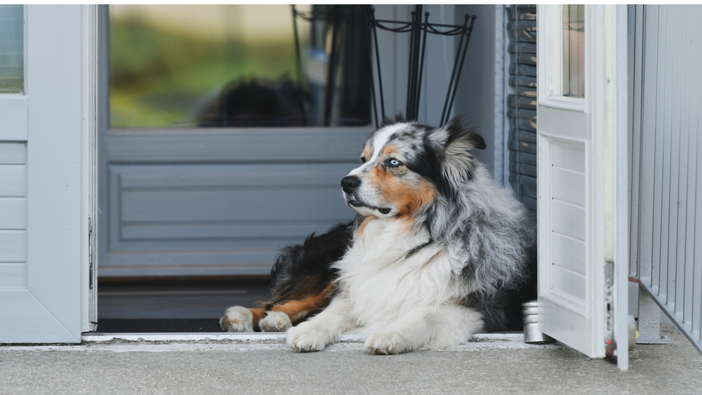 Door Guard For Dogs: Choosing Protective Solutions