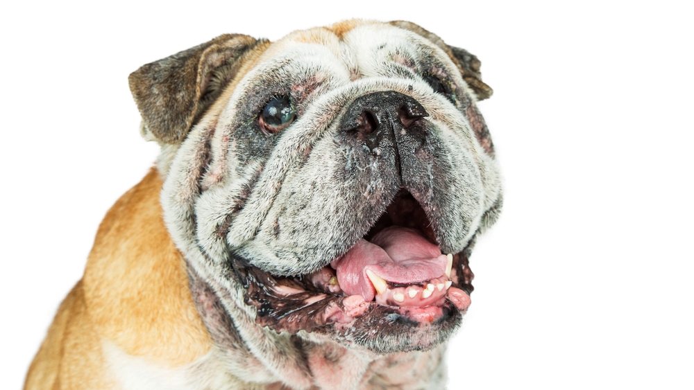 English Bulldog Teeth: Care and Maintenance Tips