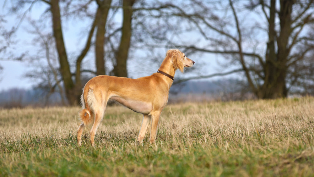 Discover the Best English Hunting Dog Breeds