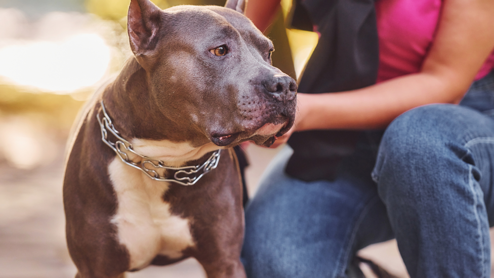 Soothing Pitbull Skin Allergies: Tips & Treatments