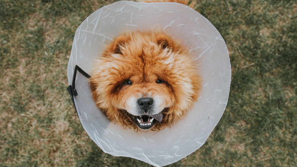 Teacup Chow Chow: Unveiling the Miniature Marvel