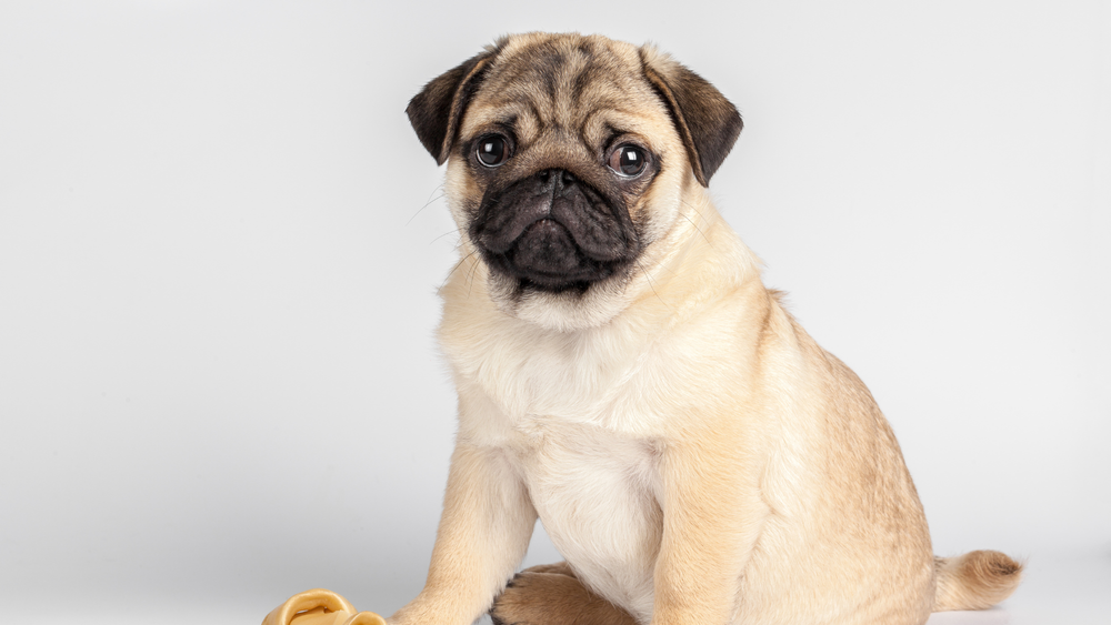 Top Pug Puppy Foods: Choosing the Best for Your Pup