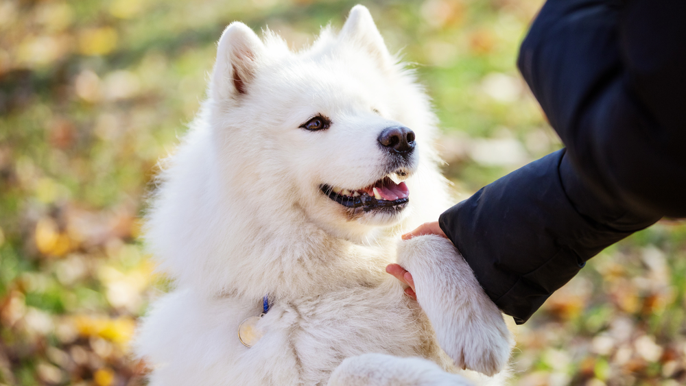 Fluffy & Unique: Top Samoyed Names Revealed