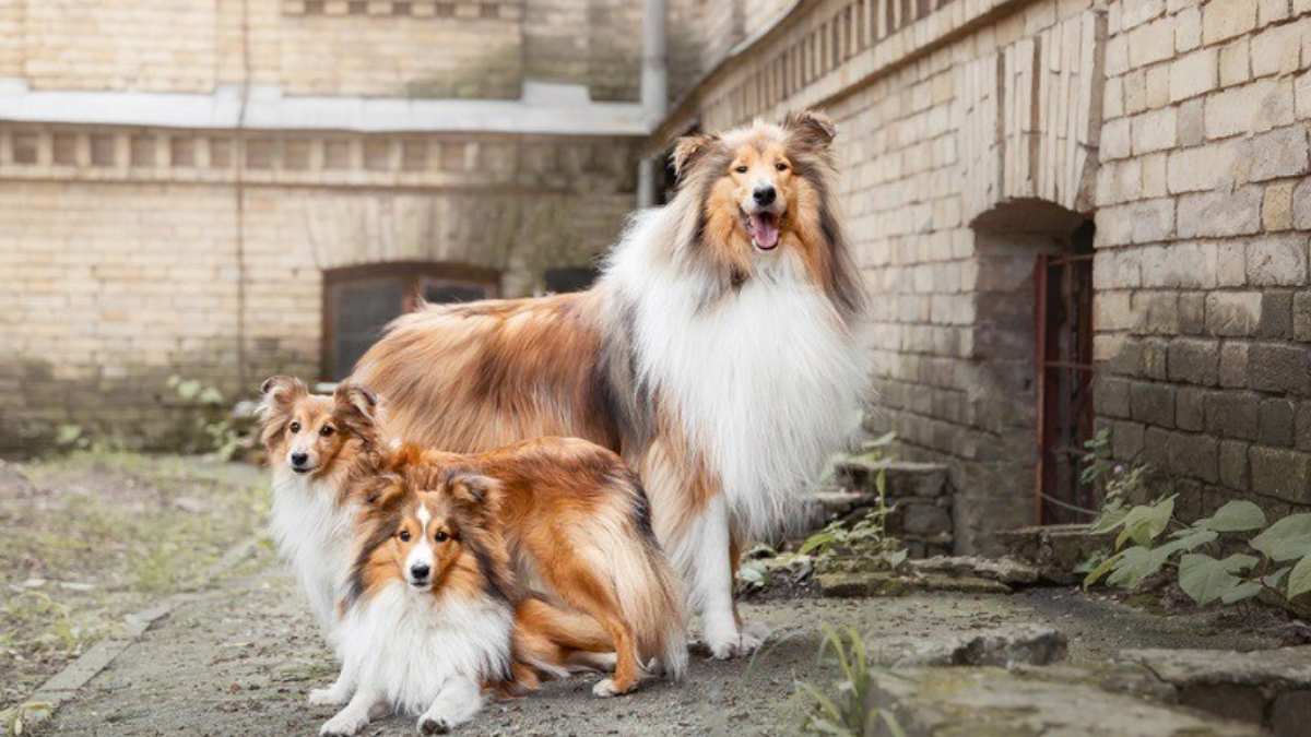 Is Shetland Sheepdog a Collie? A Comprehensive Comparison