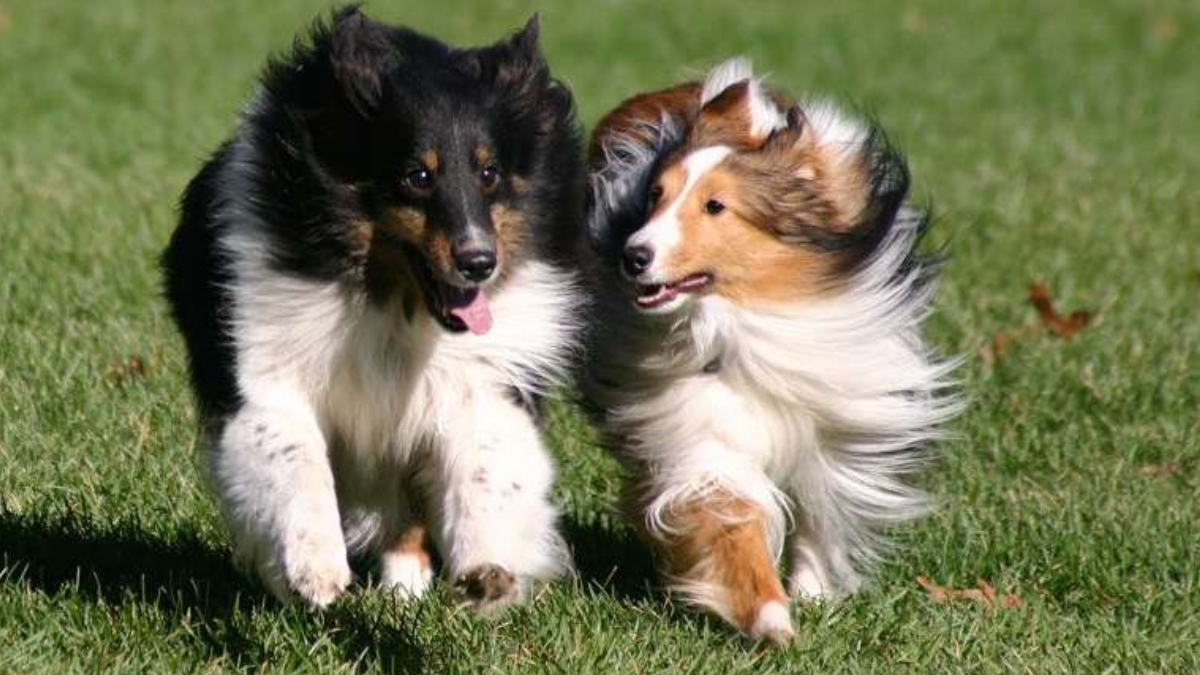 Is Shetland Sheepdog a Collie? A Comprehensive Comparison