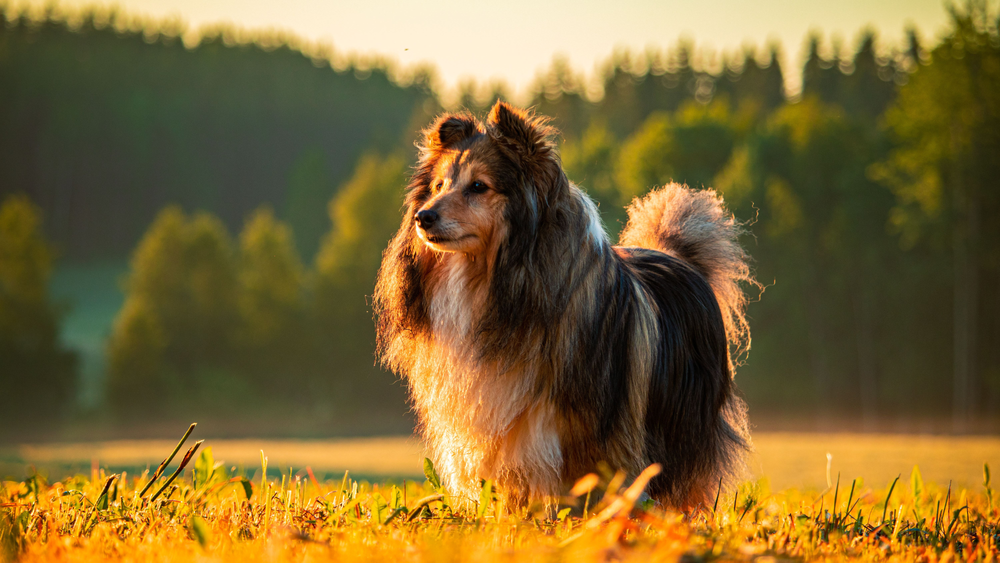 Where Are Shetland Sheepdogs From?Sheltie Breed History