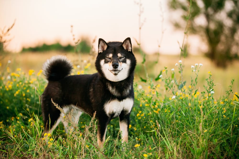 Discover the Charm of Black Shiba Inu: Facts and Care Tips