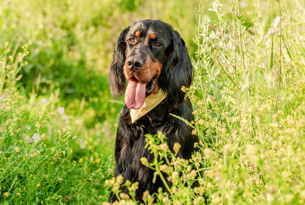 Discover the Best English Hunting Dog Breeds