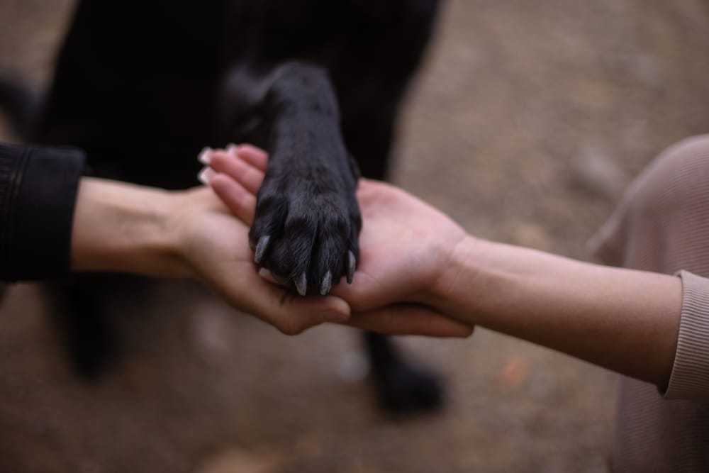 How to Cut Black Dog Nails: A Confident and Clear Guide