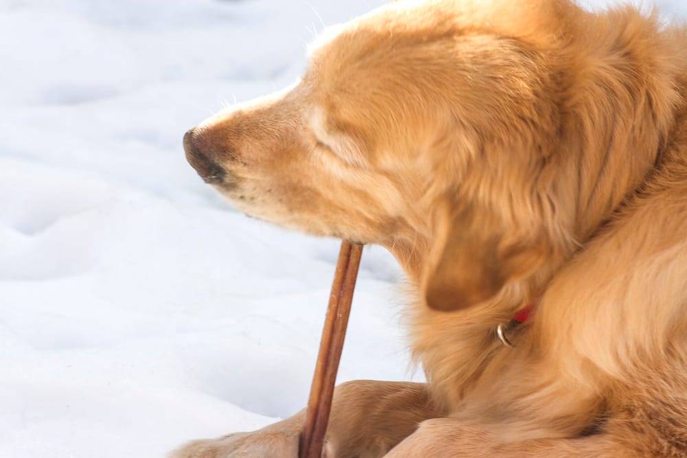 Healthy Treats: Exploring Beef Cheeks For Dogs