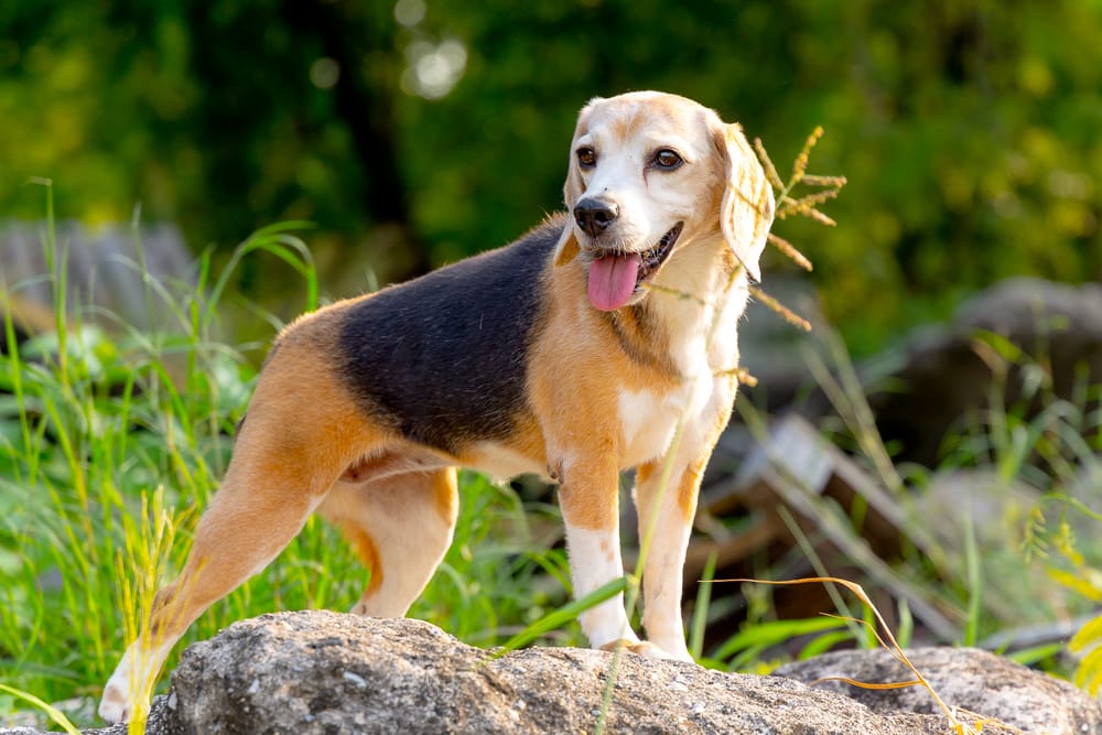 Discover the Best English Hunting Dog Breeds