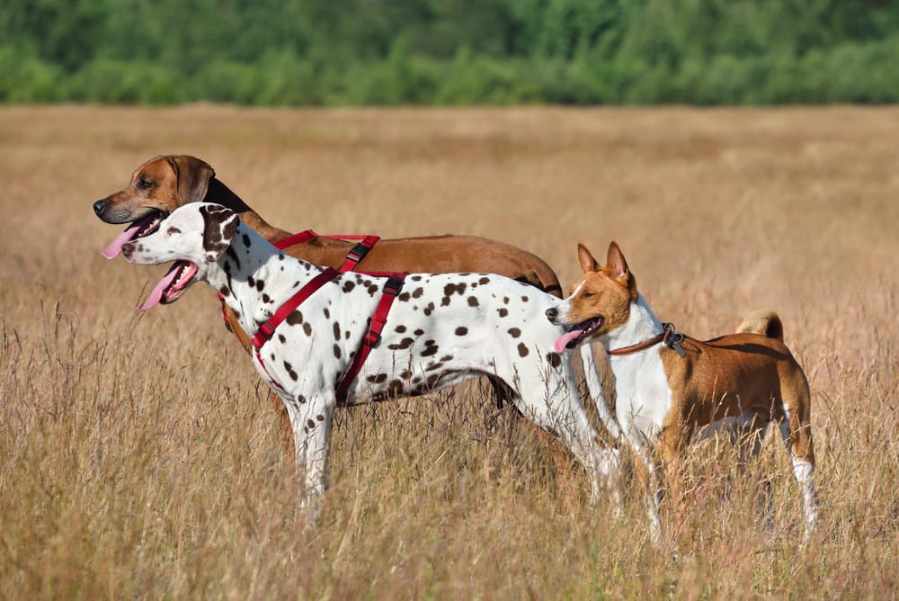 Discover the Best English Hunting Dog Breeds