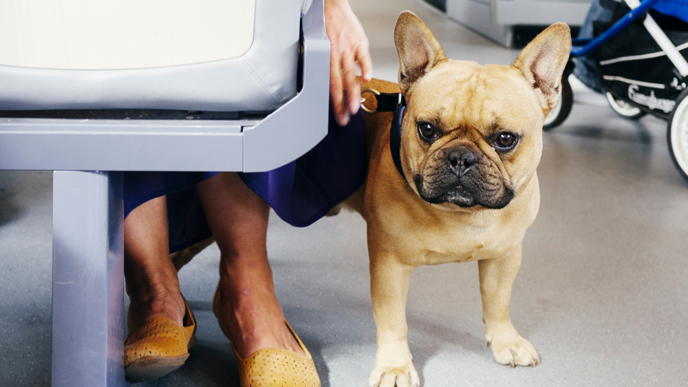 Amtrak's Rules for Dogs Over 20 Pounds: A Comprehensive Guide
