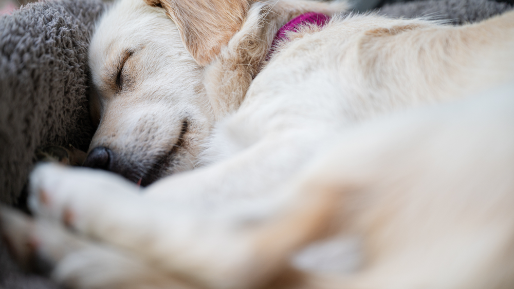 Can Dogs Have Nightmares? Exploring Canine Bad Dreams