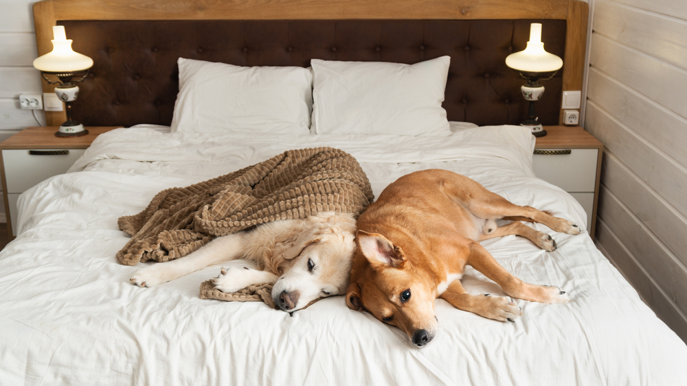 Can Dogs Have Nightmares? Exploring Canine Bad Dreams