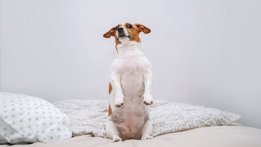 Dog Sitting Like Human: A Surprising and Adorable Behavior!