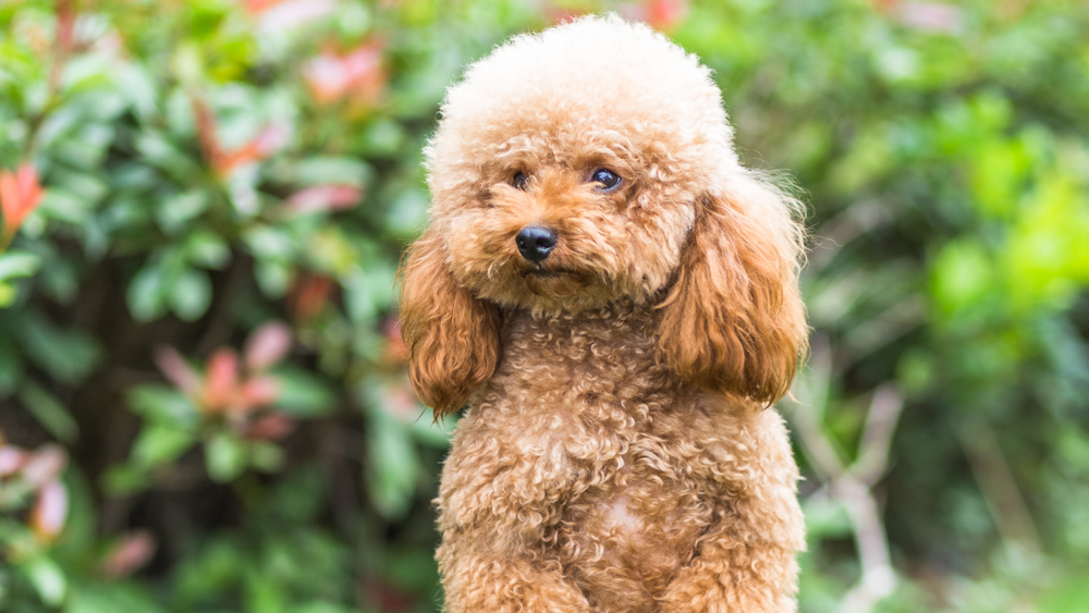 Guide to Mini Goldendoodles: Size, Care, and Traits