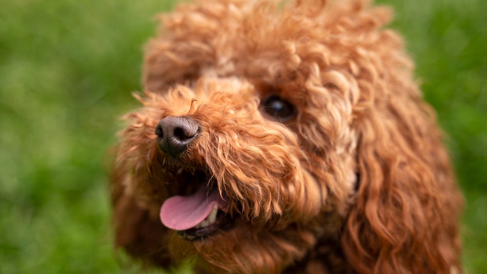 Guide to Mini Goldendoodles: Size, Care, and Traits