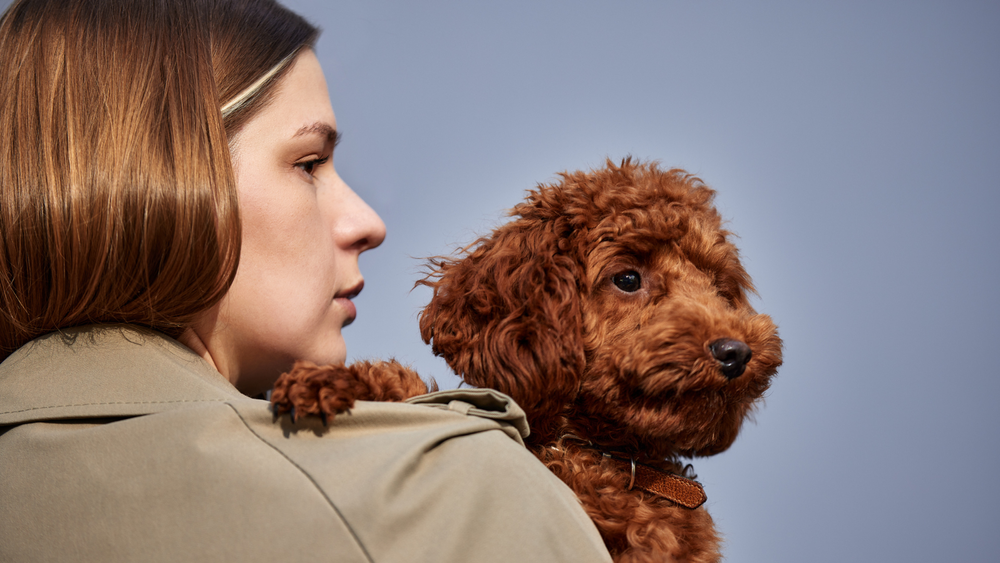 Guide to Mini Goldendoodles: Size, Care, and Traits