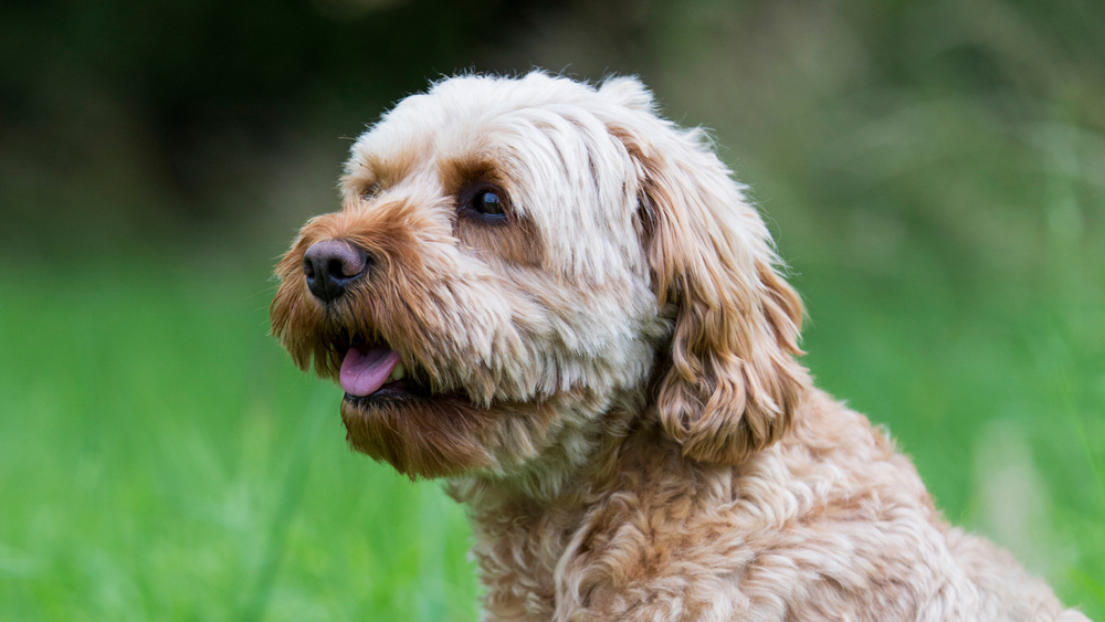 How Big is a Cavapoo Full Grown? All About Cavapoo Size