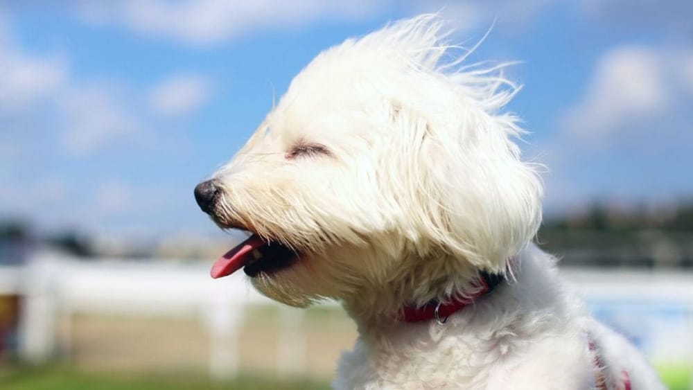 Hurricane Tips for Dogs: Keeping Your Dog Safe During Storm