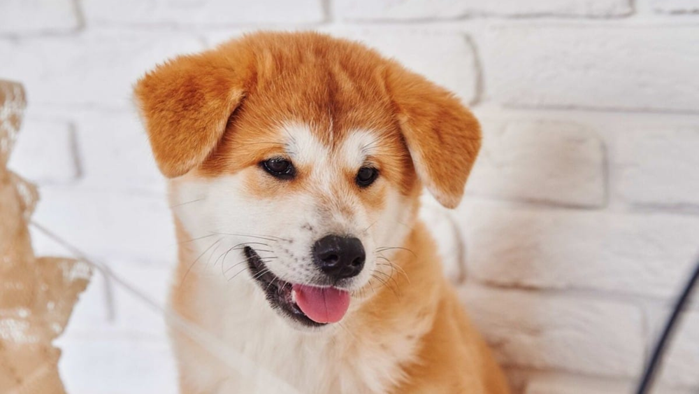Exploring Korean Dog Names: Tradition, Trends, And Tips