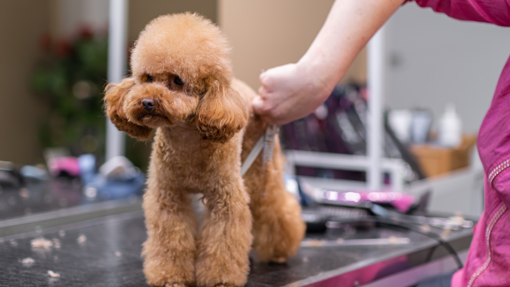 Effortless Poodle Grooming | Top 5 Low-Maintenance Styles