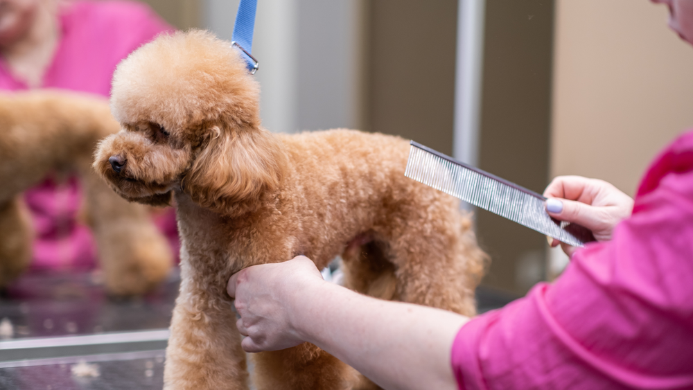 Effortless Poodle Grooming | Top 5 Low-Maintenance Styles