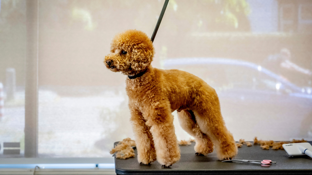 Effortless Poodle Grooming | Top 5 Low-Maintenance Styles