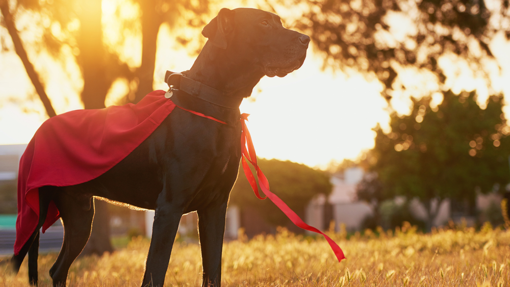 Marvel Dog Names: Creative Inspiration For Your Super Pup