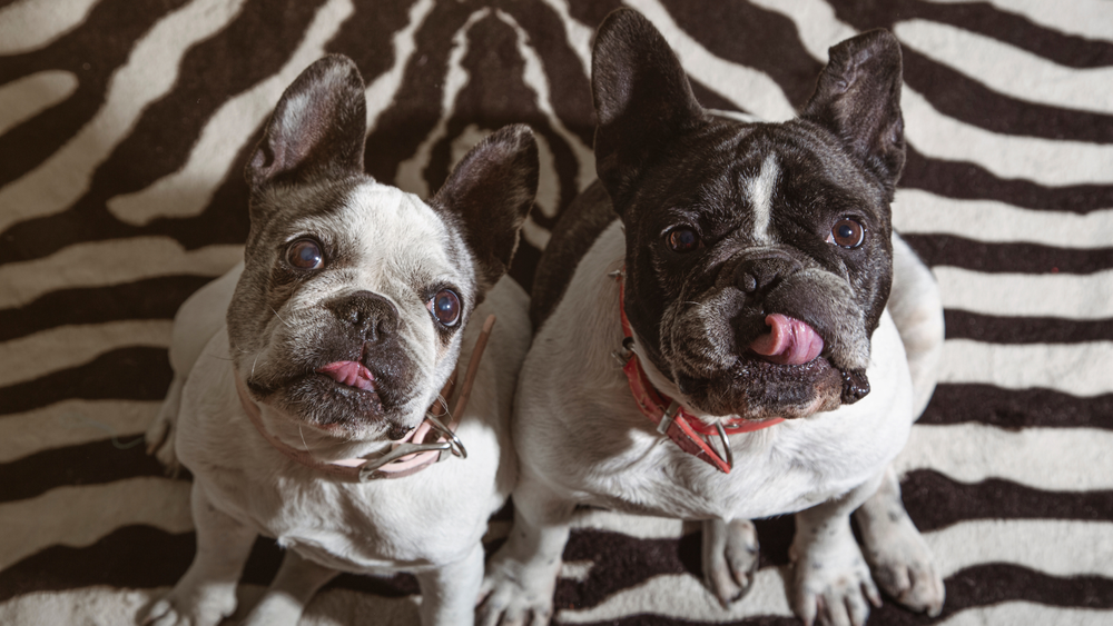 Most Popular Dogs in America: Explore Top Breeds of 2024!