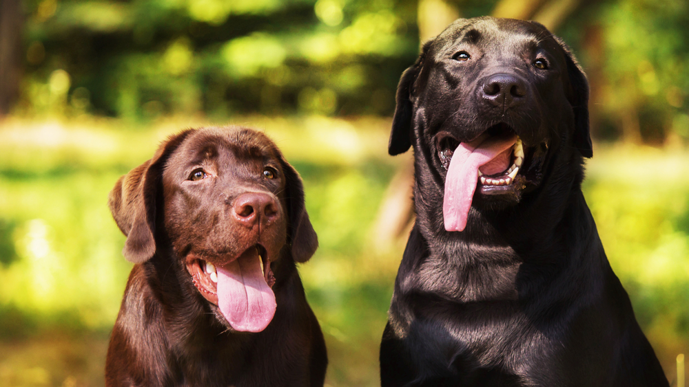 Most Popular Dogs in America: Explore Top Breeds of 2024!