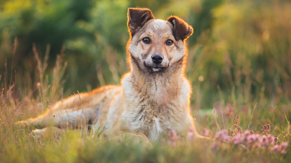 Discover Trendy Nature Dog Names: The Great Outdoors