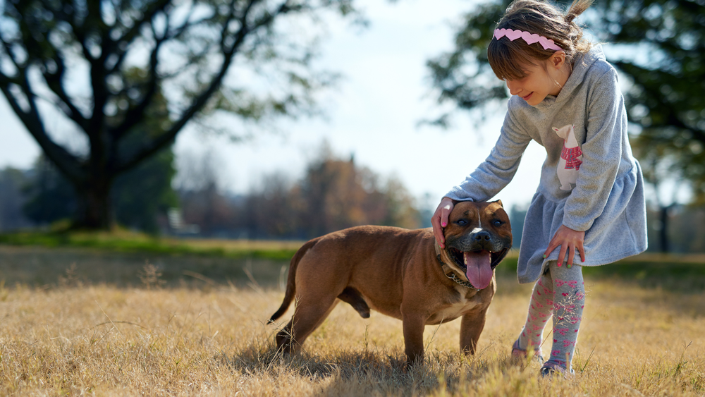 Pit Bulls as Nanny Dogs: A History of Misunderstanding