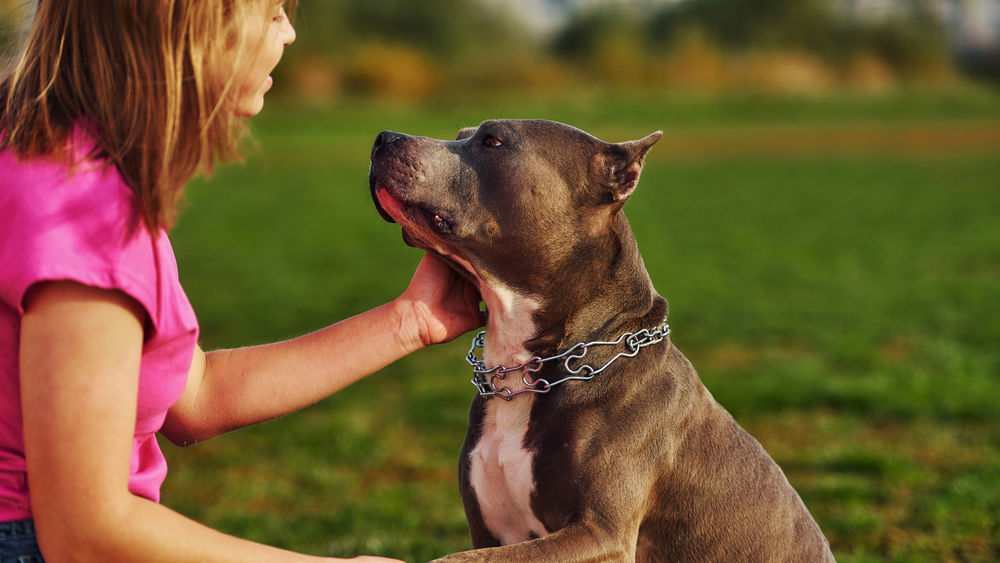 Pit Bulls as Nanny Dogs: A History of Misunderstanding