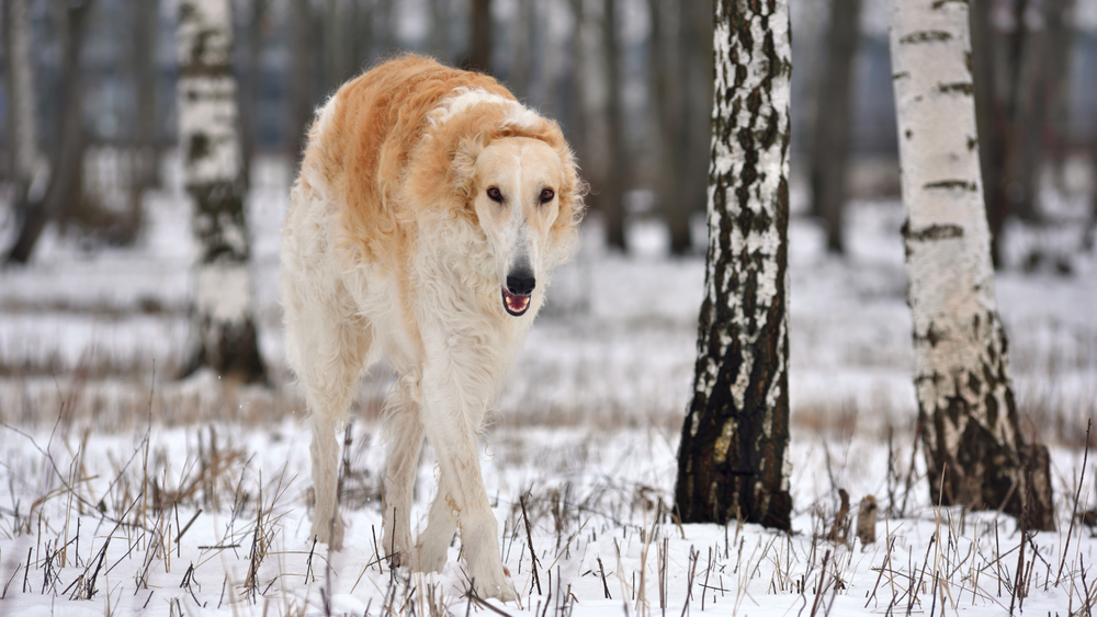 Exploring Russian Dog Names: Popularity & Variations