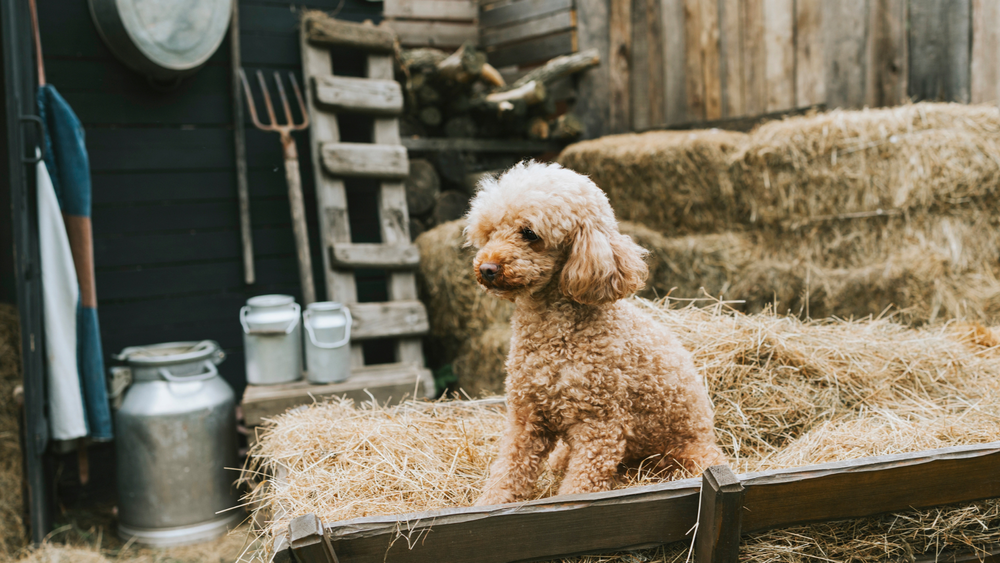Standard Poodle Weight: Discover their Ideal Weight Range!