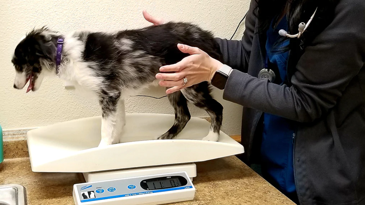 How Heavy Should My Dog Be? A Guide to Ideal Dog Weight