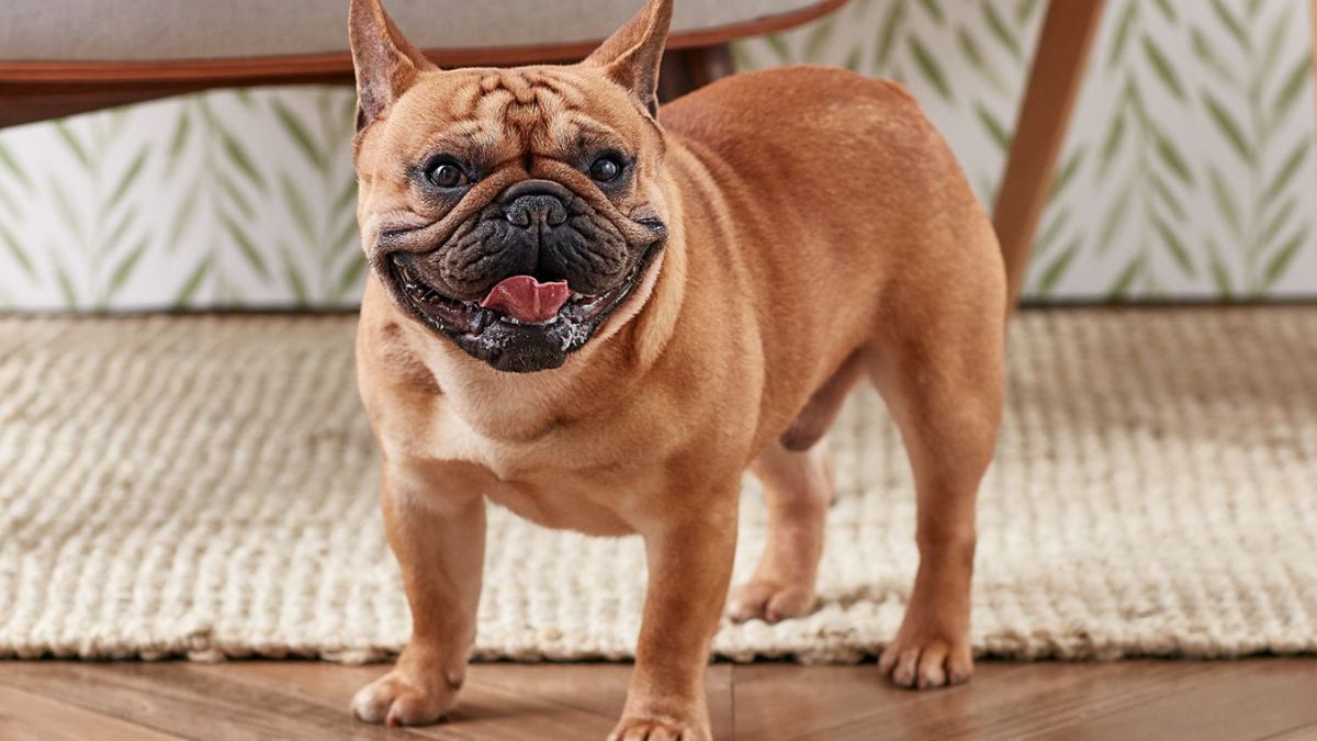 Why Do Dogs Pant? The Science Behind This Common Behavior