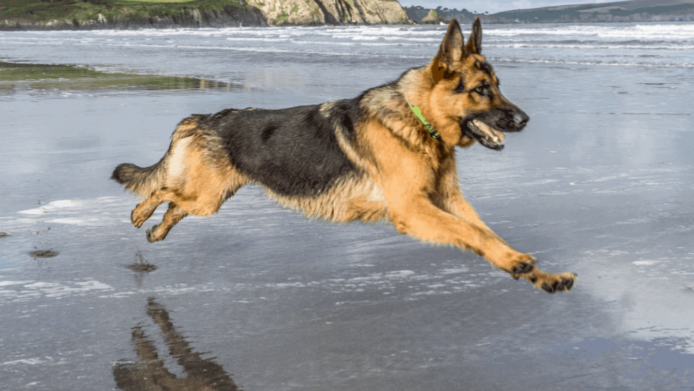 How Fast Can a German Shepherd Run? Speed Potential