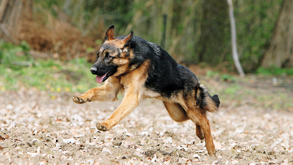 How Fast Can a German Shepherd Run? Speed Potential