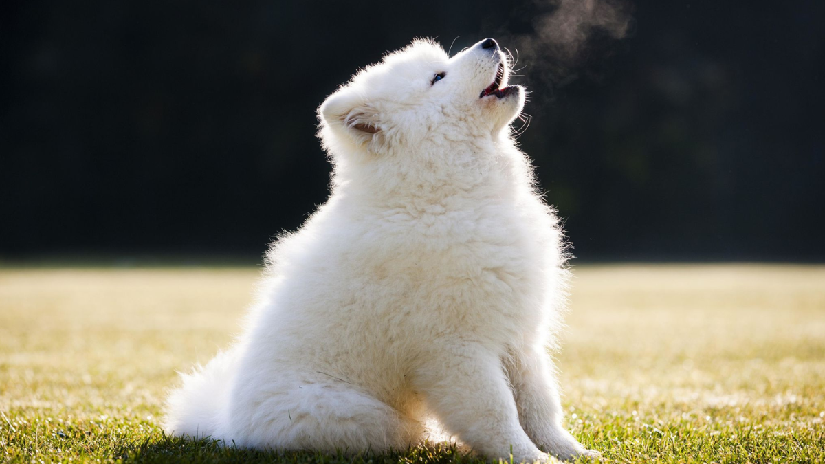 Why Do Dogs Howl When We Howl? Explained