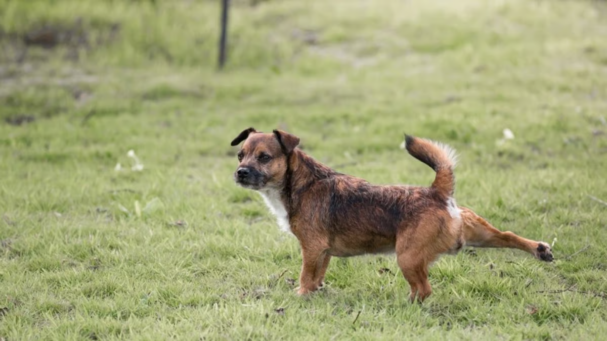 Dog Kicks Back Leg After Bathroom: Why Do They Do It?