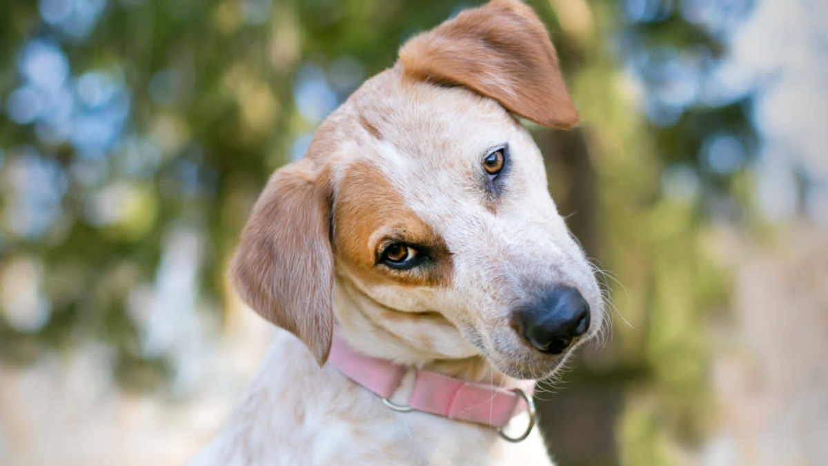 My Dog is Disoriented, Unbalanced, and Confused. What should I do?