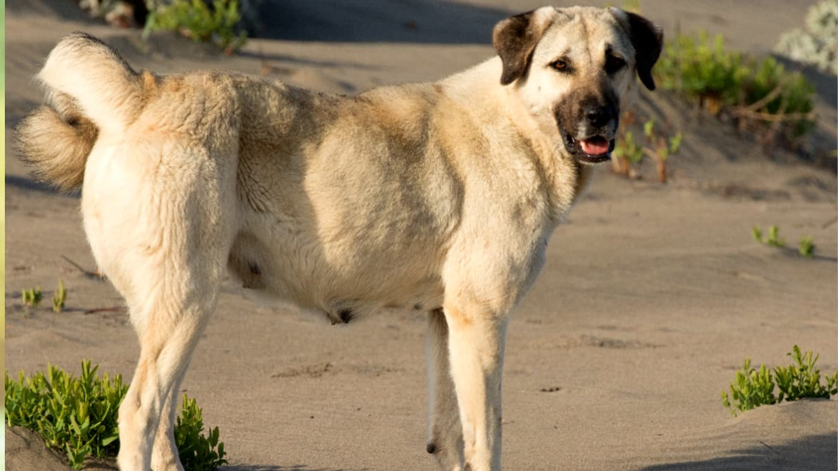 Best Farm Dogs: Top Livestock Guardian Breeds