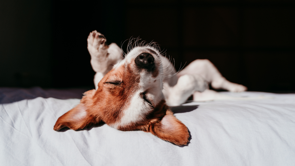 Dog Breathing Fast While Sleeping: Causes & Solutions
