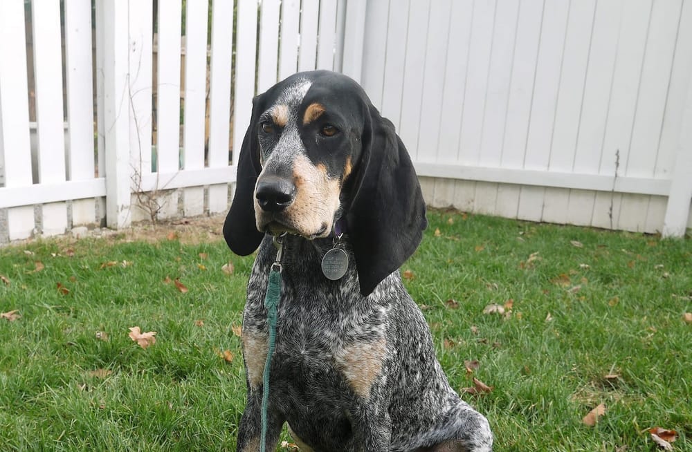 Barking Blues: The Vocal World of Bluetick Coonhounds